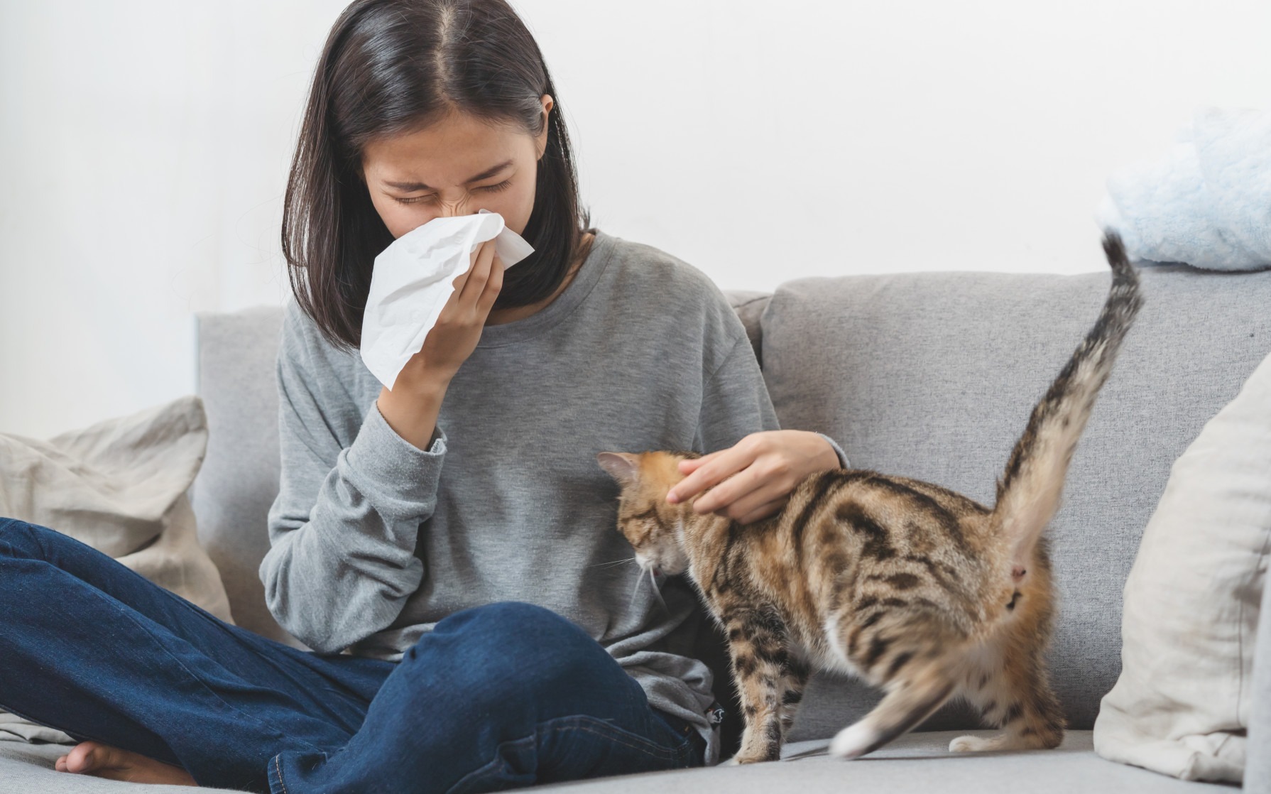 Allergie aux chats : symptômes et traitements - Aroma Zone