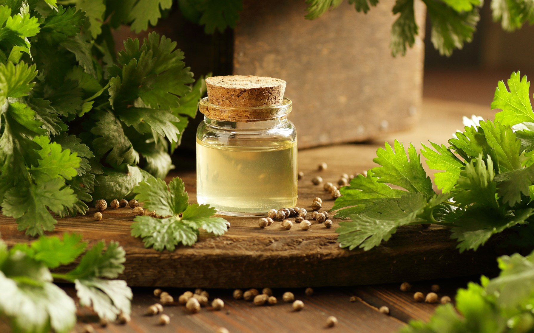 Coriandre : Définitions, propriétés et bienfaits ? - Aroma-Zone