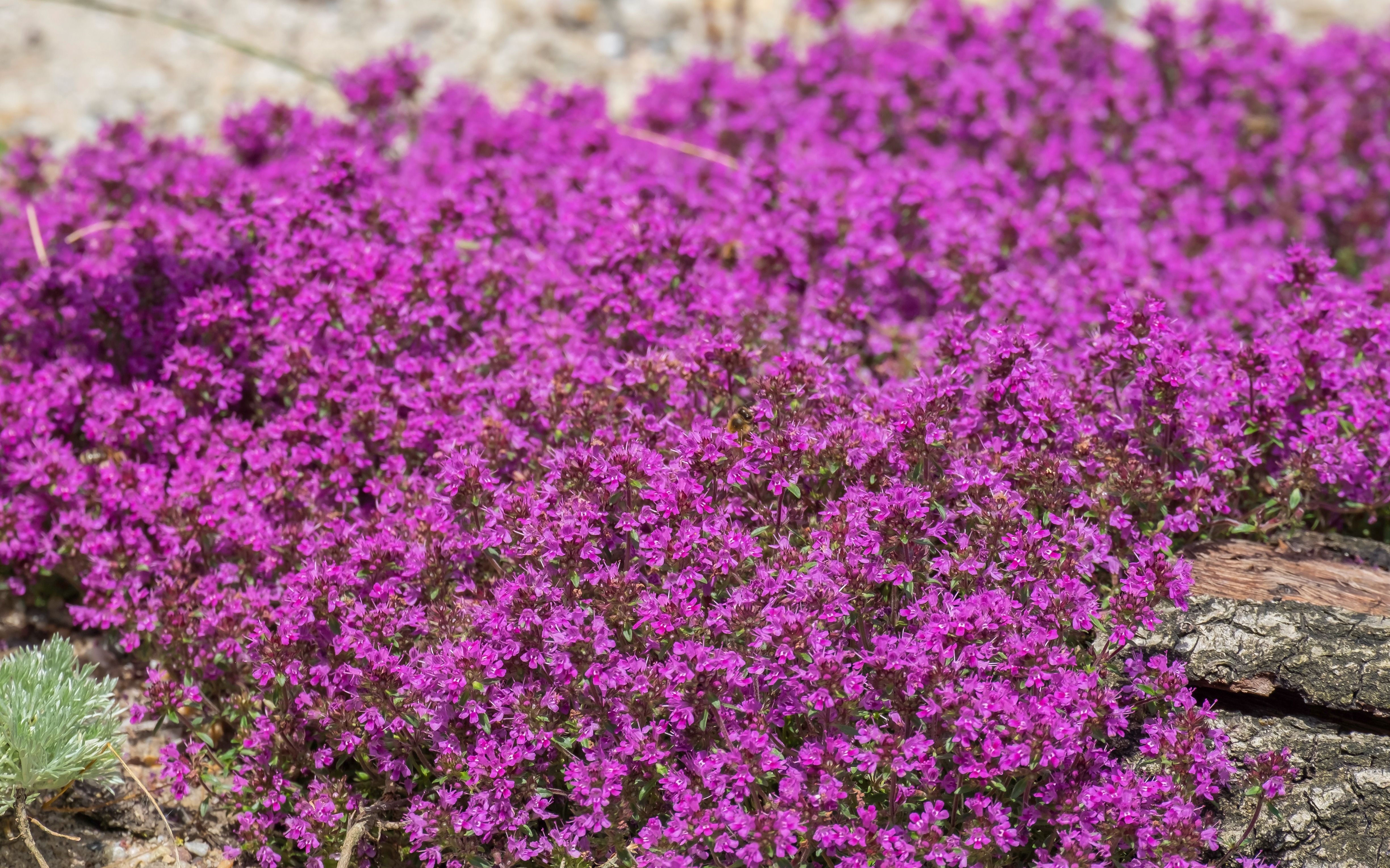 Thym rampant (Thymus caespititius) : définition, propriétés et ...