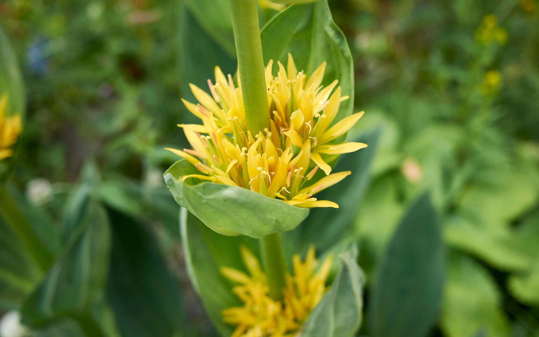 Gentiane jaune (Gentiana lutea) : définition, propriétés et bienfaits ...