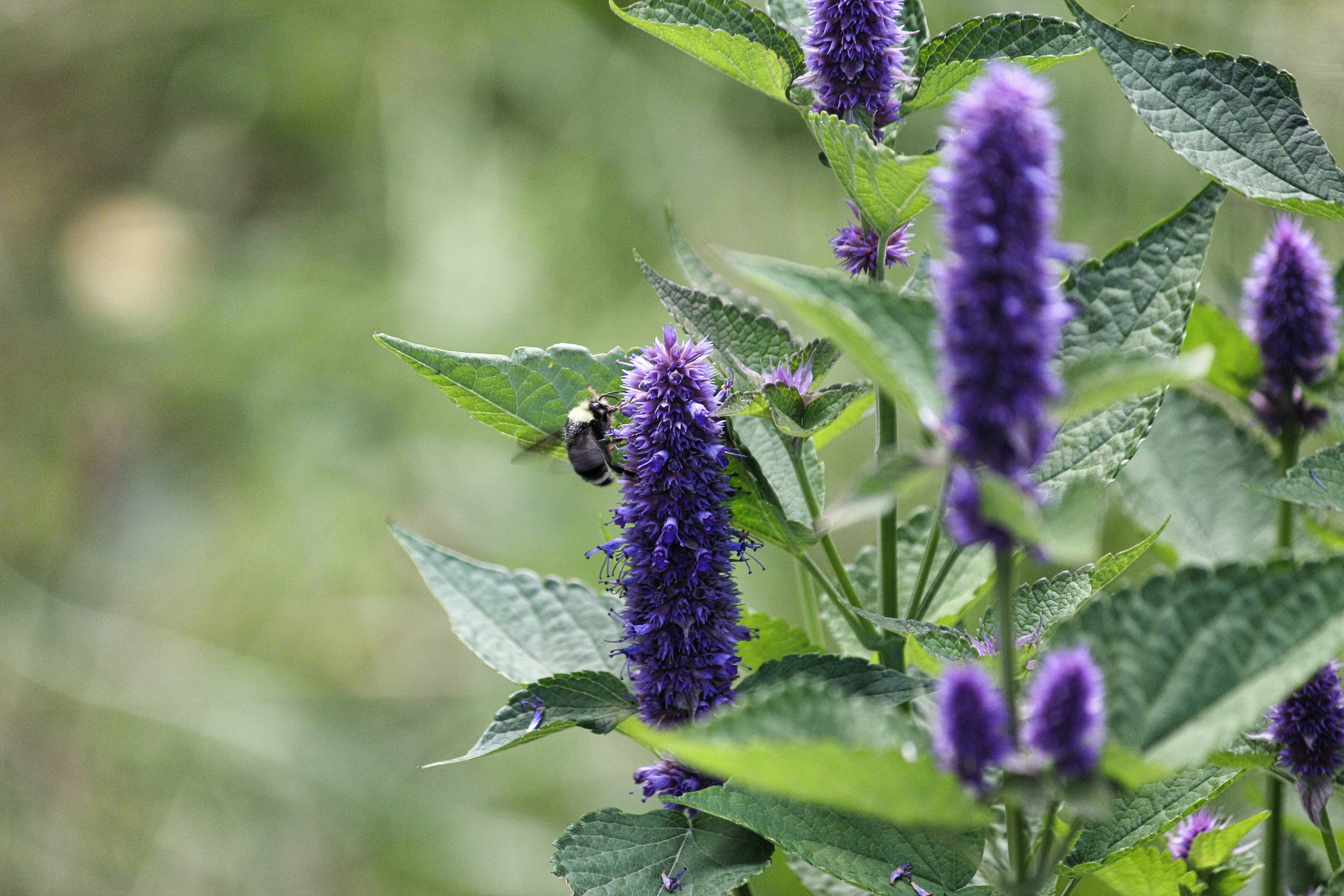 Hysope : bienfaits, vertues et utilisations - Aroma-Zone
