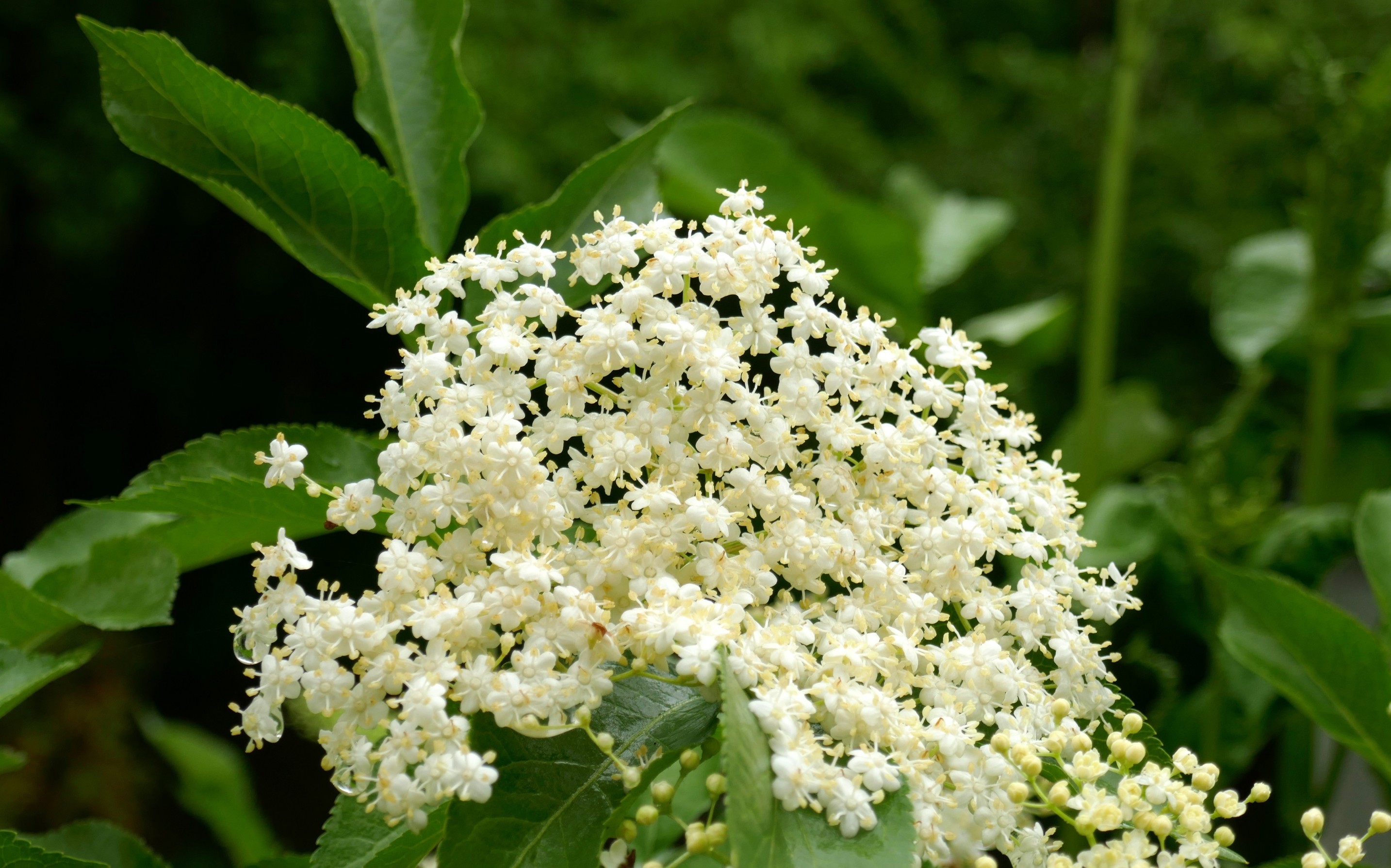 Fleur de Sureau noir : définition, propriétés et bienfaits - Aroma-Zone