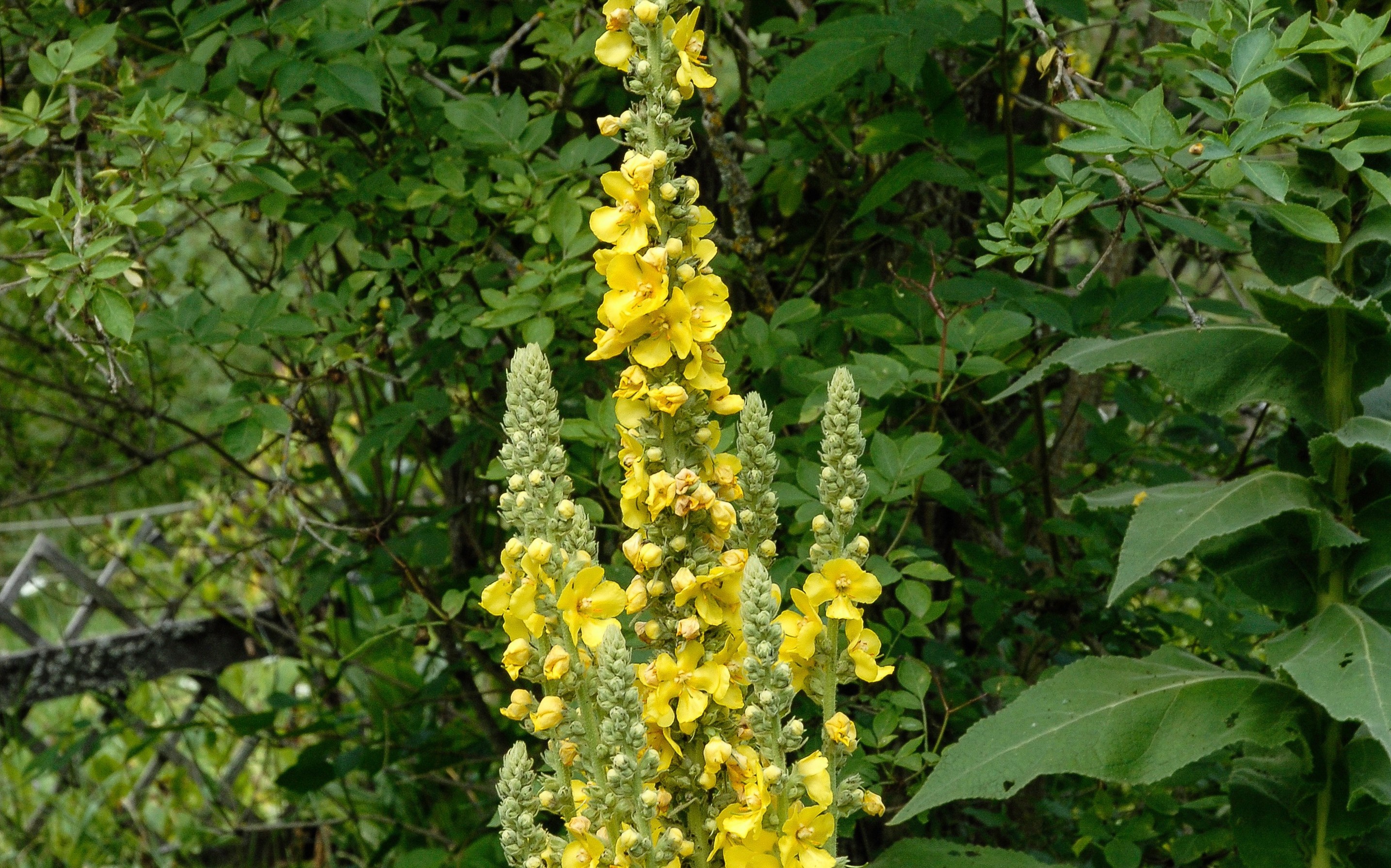 Bouillon blanc (Verbascum thapsus) : définition, propriétés et ...