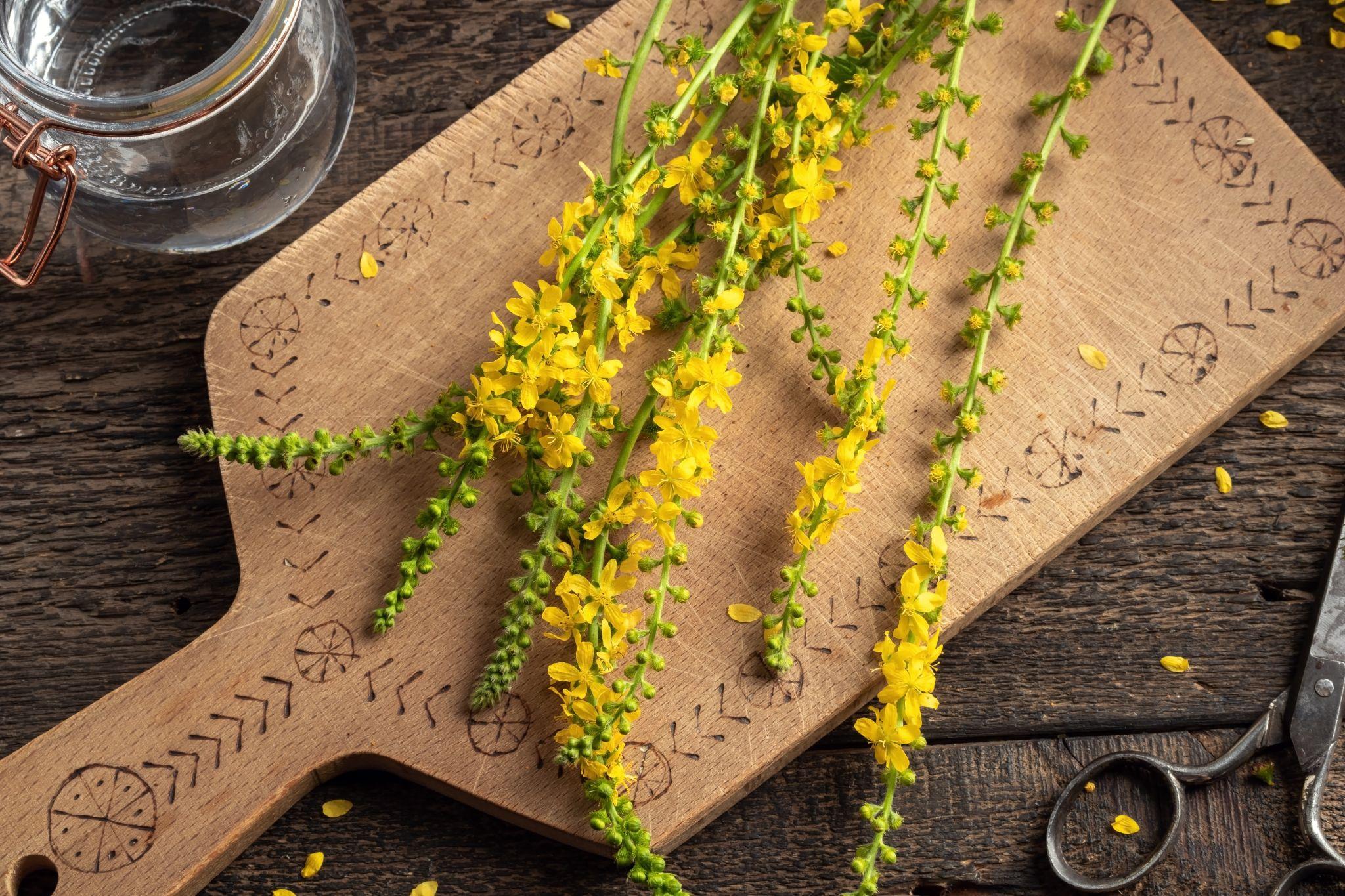 Aigremoine (Agrimonia eupatoria) : plante aux vertus digestives et ...