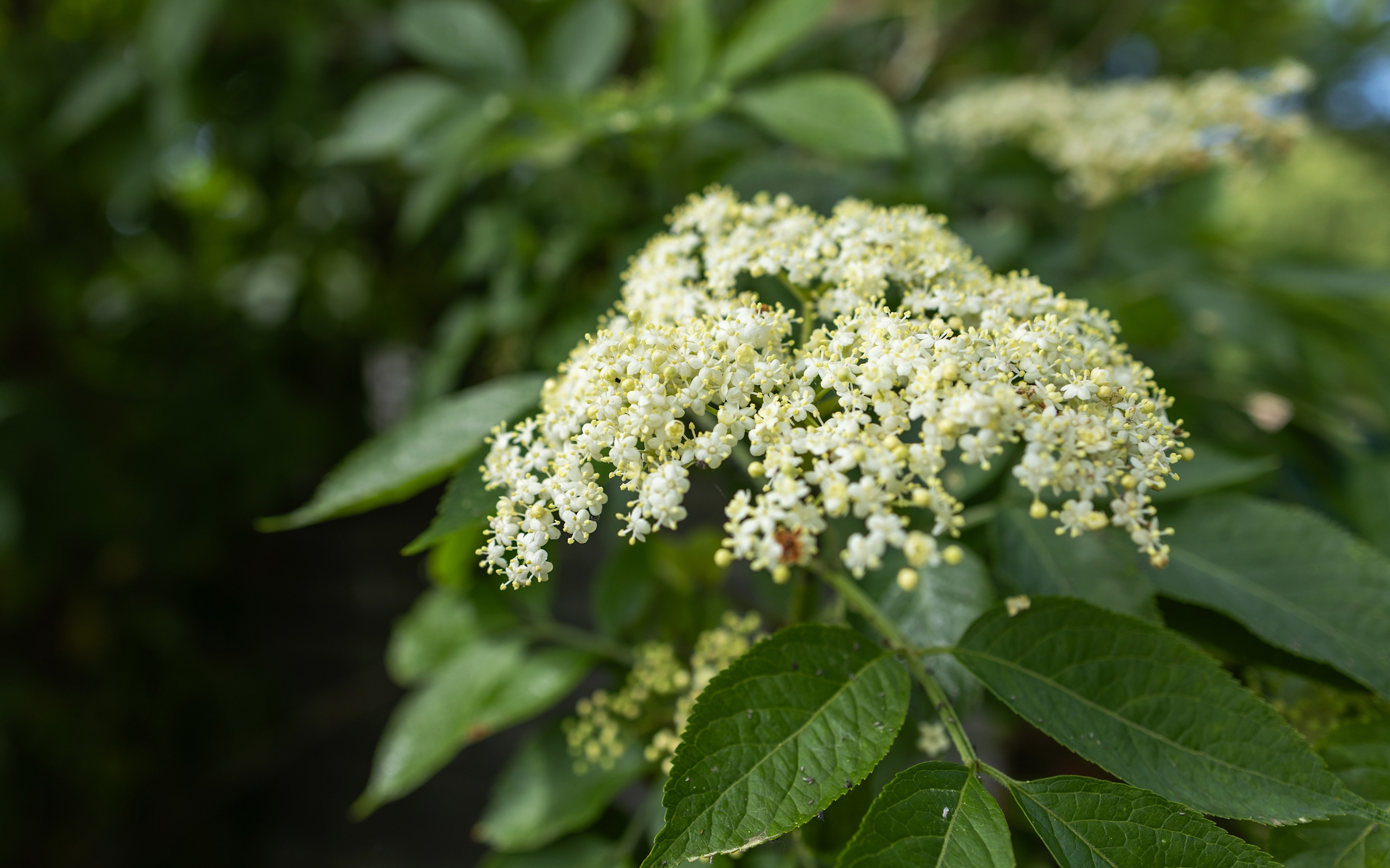 Sureau noir (Sambucus nigra) : définition, propriétés et bienfaits ...