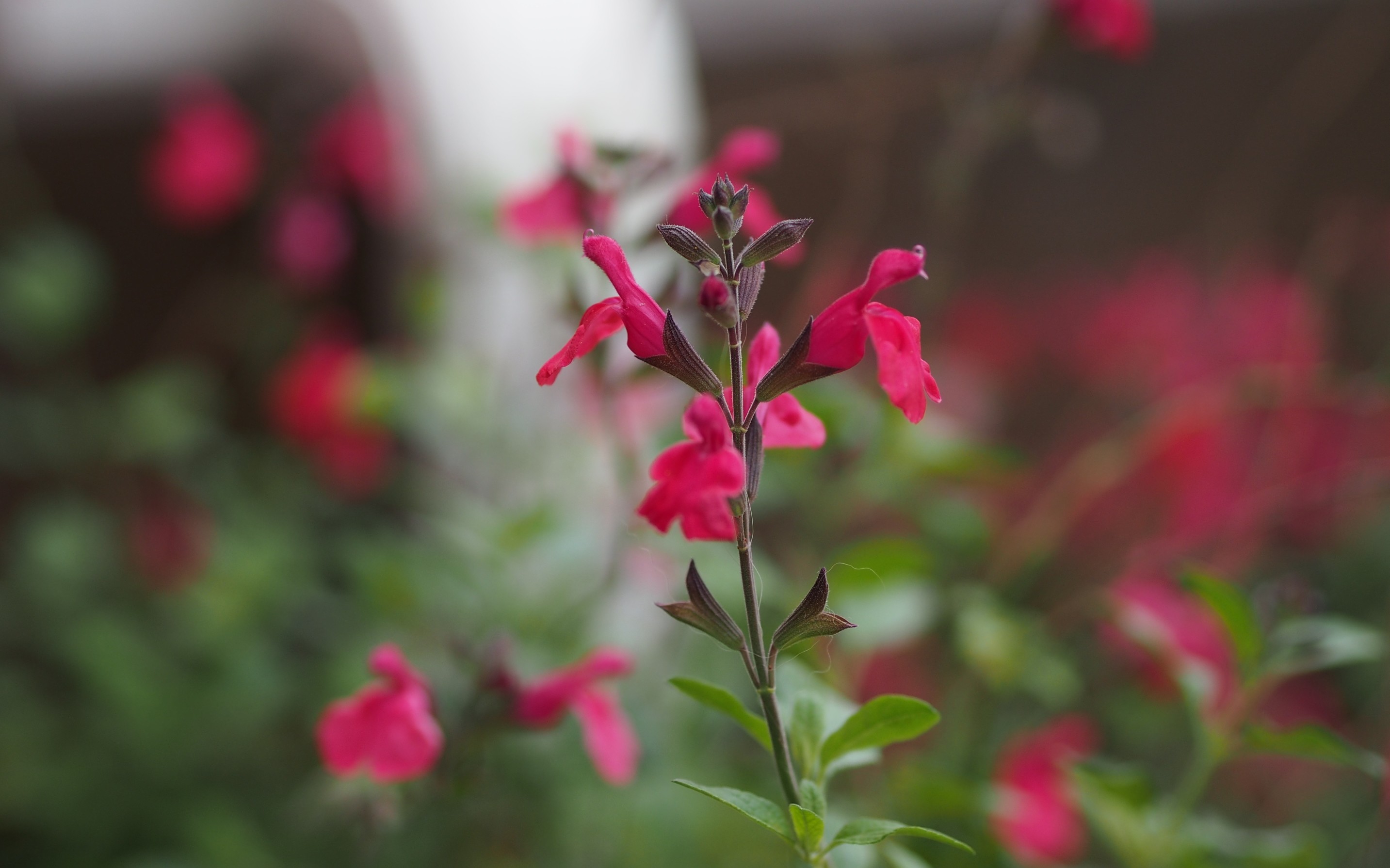 Sauge rouge (Salvia miltiorrhiza) : définition, bienfaits et ...