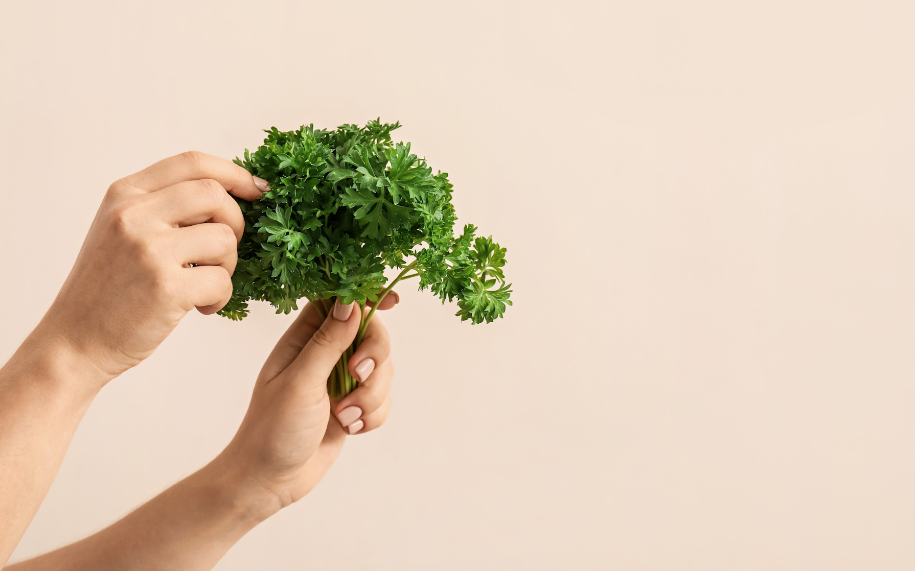 Persil frisé (Petroselinum crispum var. crispum) : définition ...