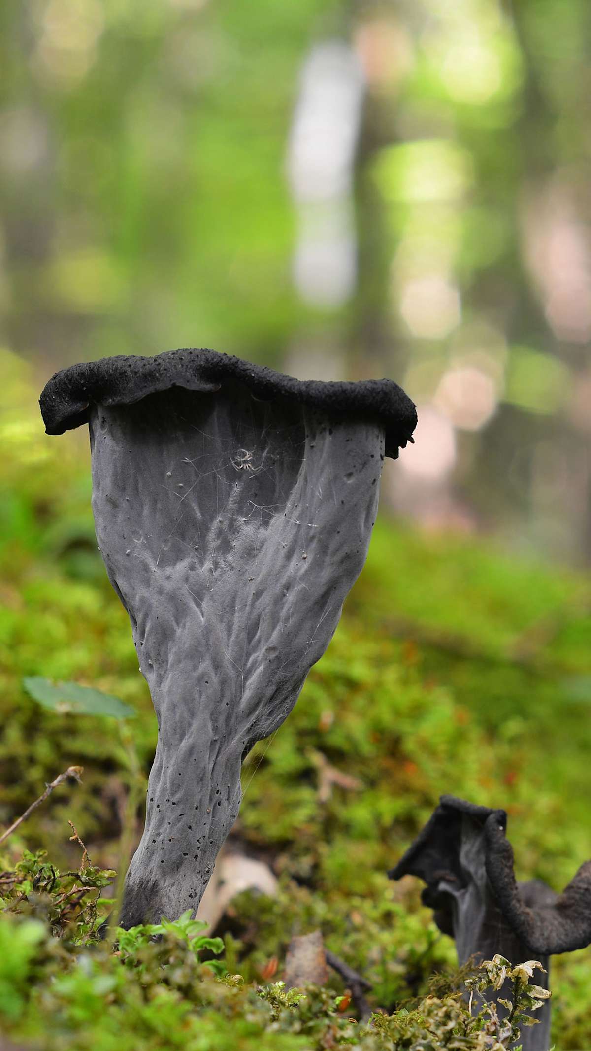 Näin tunnistat ja hyödynnät sienimetsän kolmen tähden herkut | Yhteishyvä