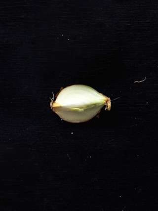 Erilaiset sipulit vertailussa | Yhteishyvä