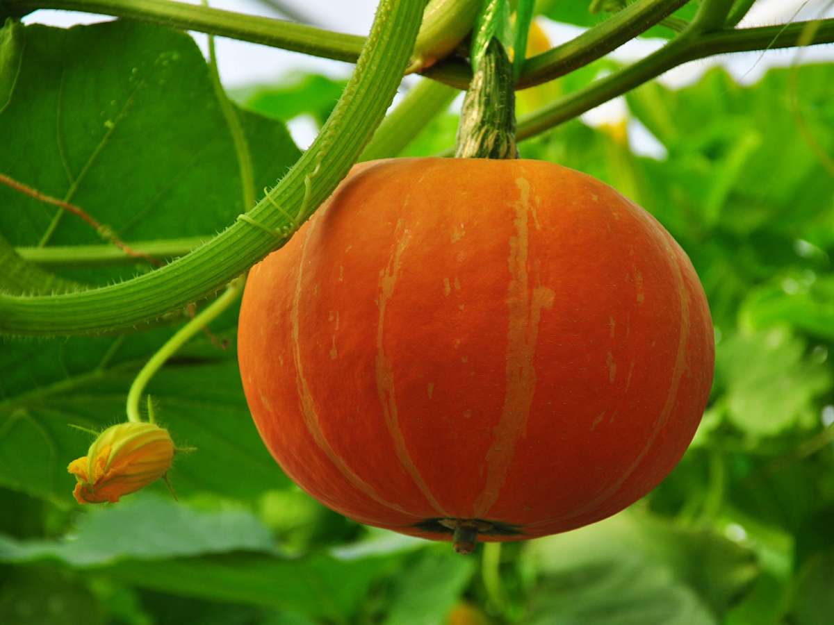 Kurpitsa – reseptit keitoista piiraisiin | Yhteishyvä