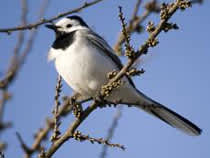 Pihan eläimet | Yhteishyvä