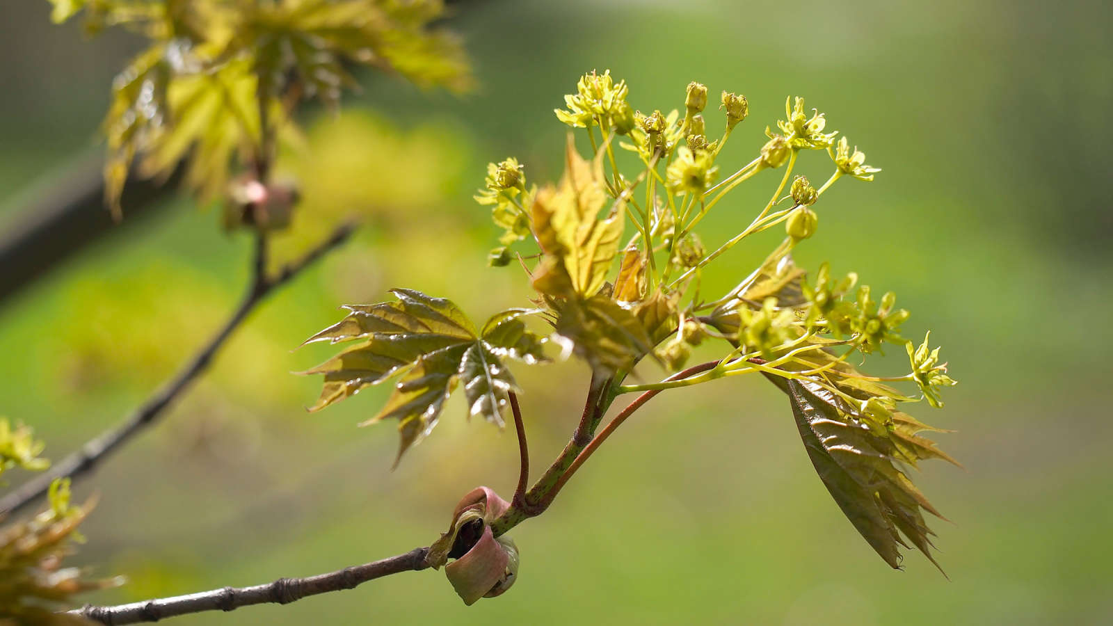 Voikukka, vaahtera, orvokki ja moni muu – nappaa villiyrttiguru Sami ...