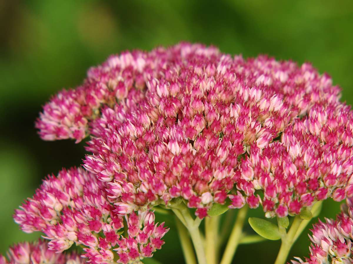 Kasviopas: maksaruohot | Yhteishyvä