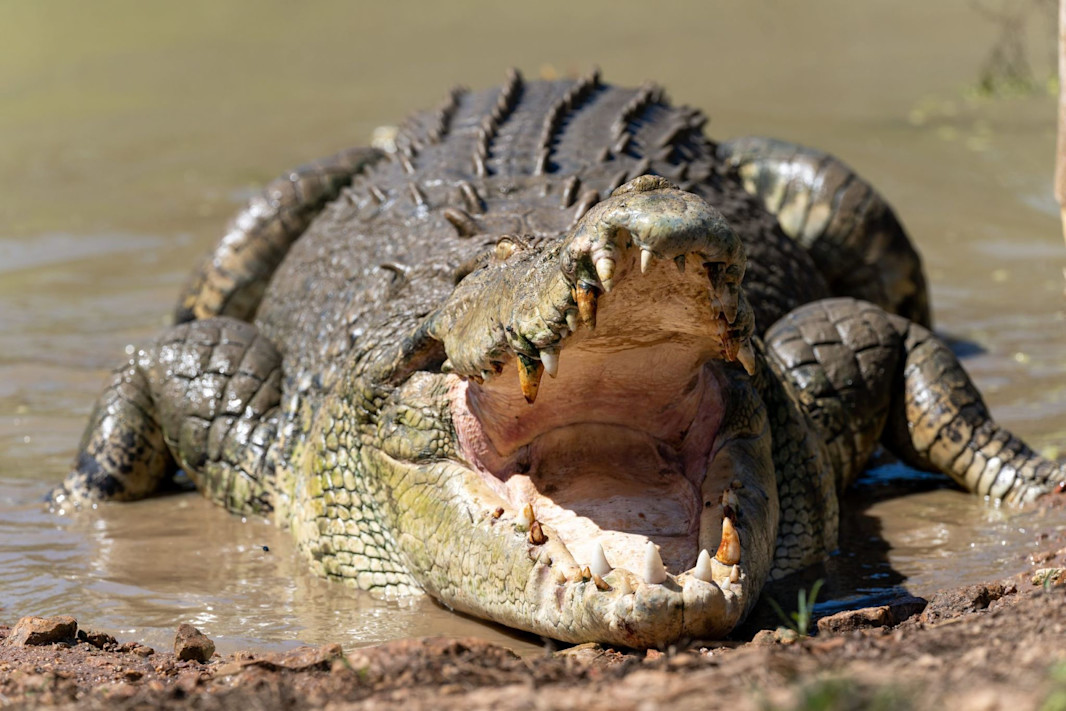 Guide to the saltwater crocodile in Aboriginal cultures