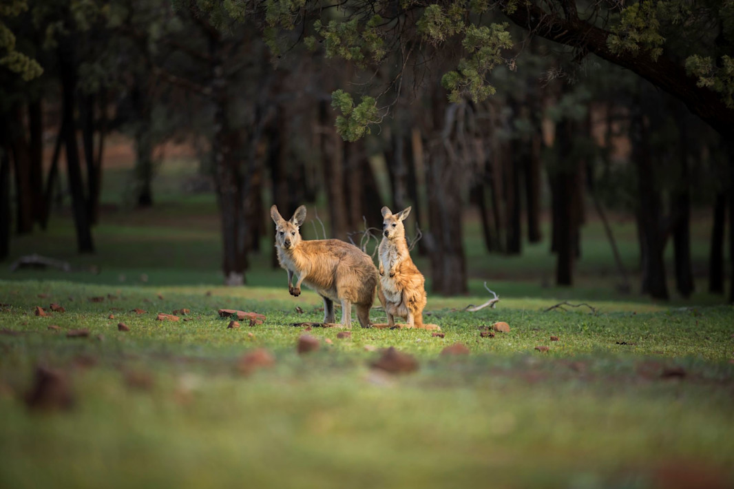 Guide to the kangaroo in Aboriginal cultures