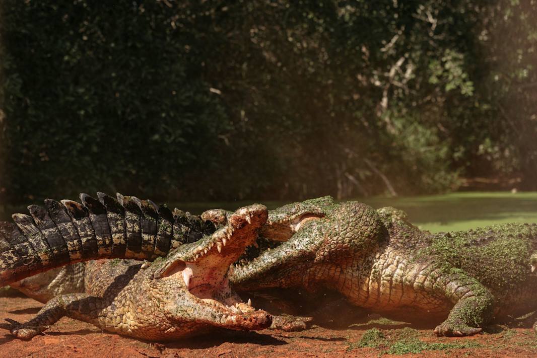 Guide to the saltwater crocodile in Aboriginal cultures