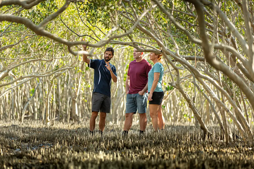 Guide to the barramundi in Aboriginal cultures