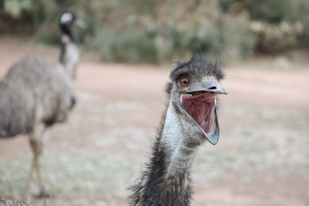 Guide to the emu in Aboriginal cultures