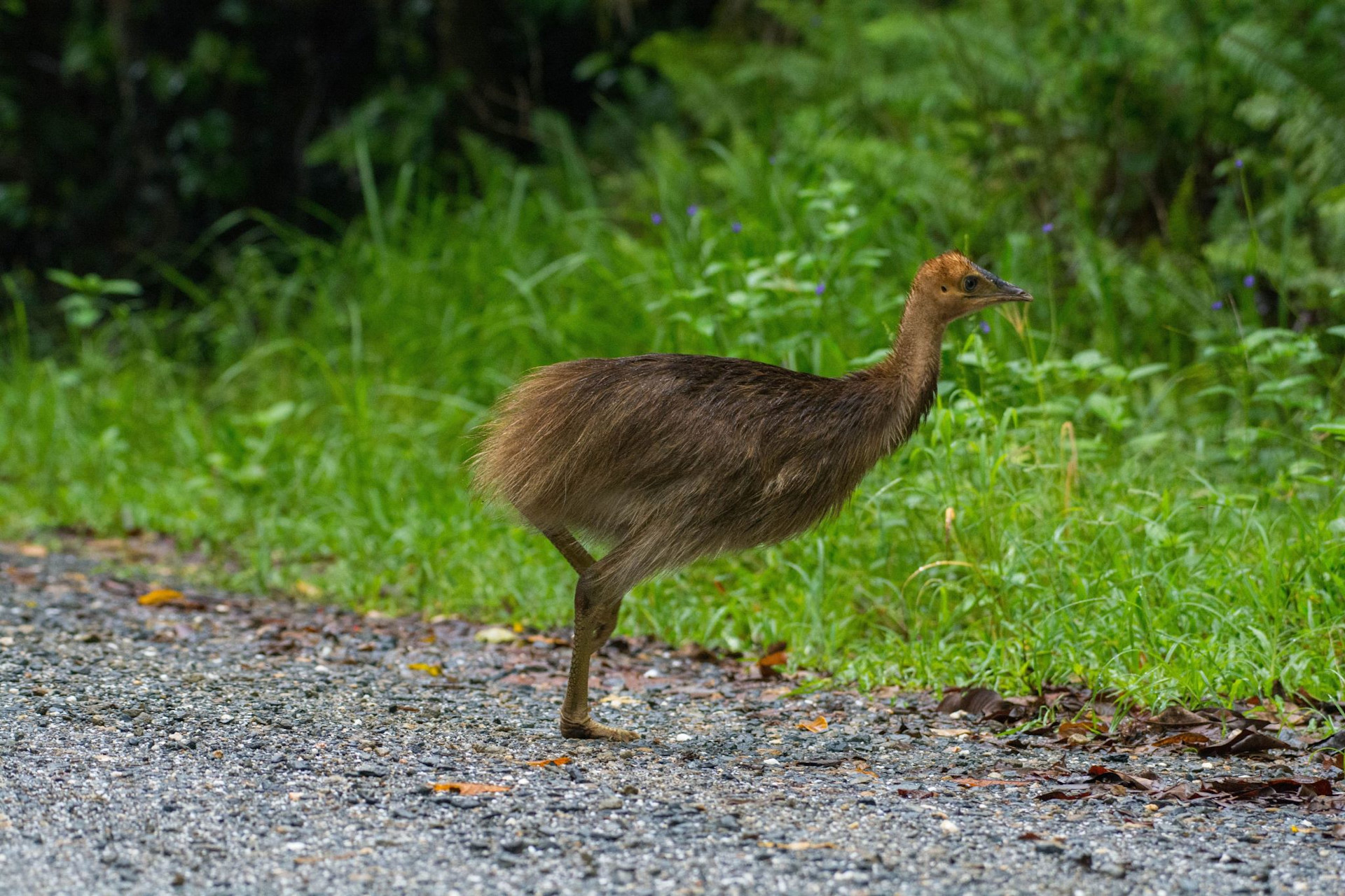 Guide to the cassowary in Aboriginal cultures