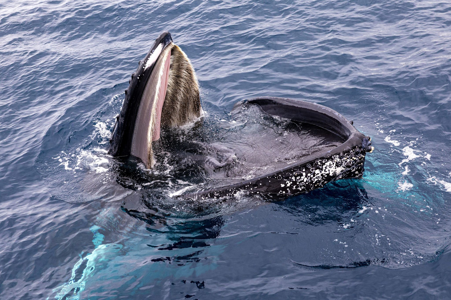Guide to the whale in Aboriginal cultures