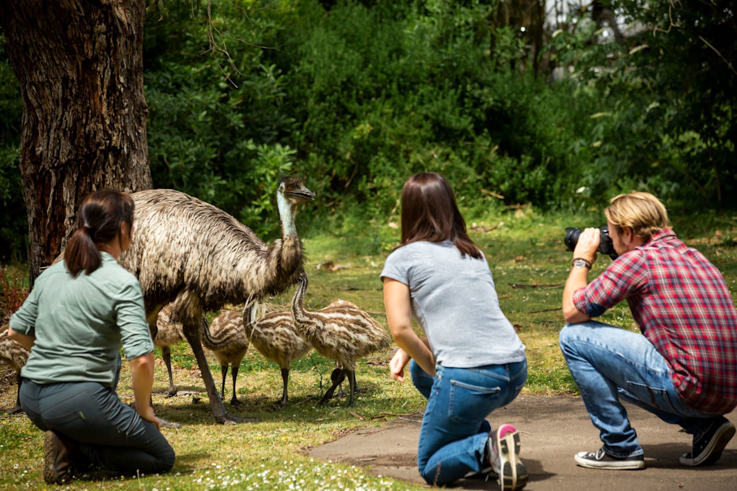 Guide to the emu in Aboriginal cultures