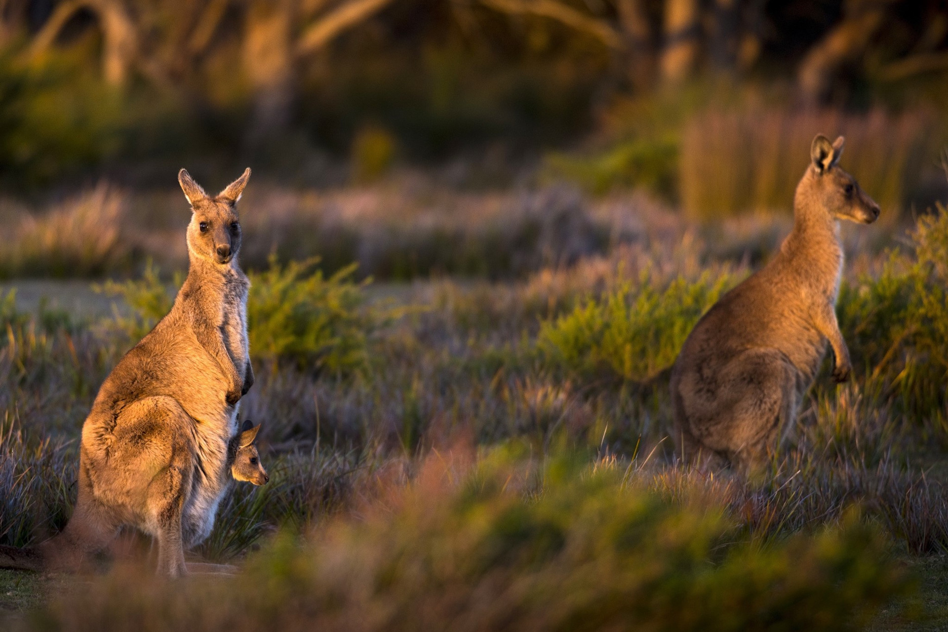 In the footsteps of the palawa on Tasmania/lutruwita's wukalina Walk
