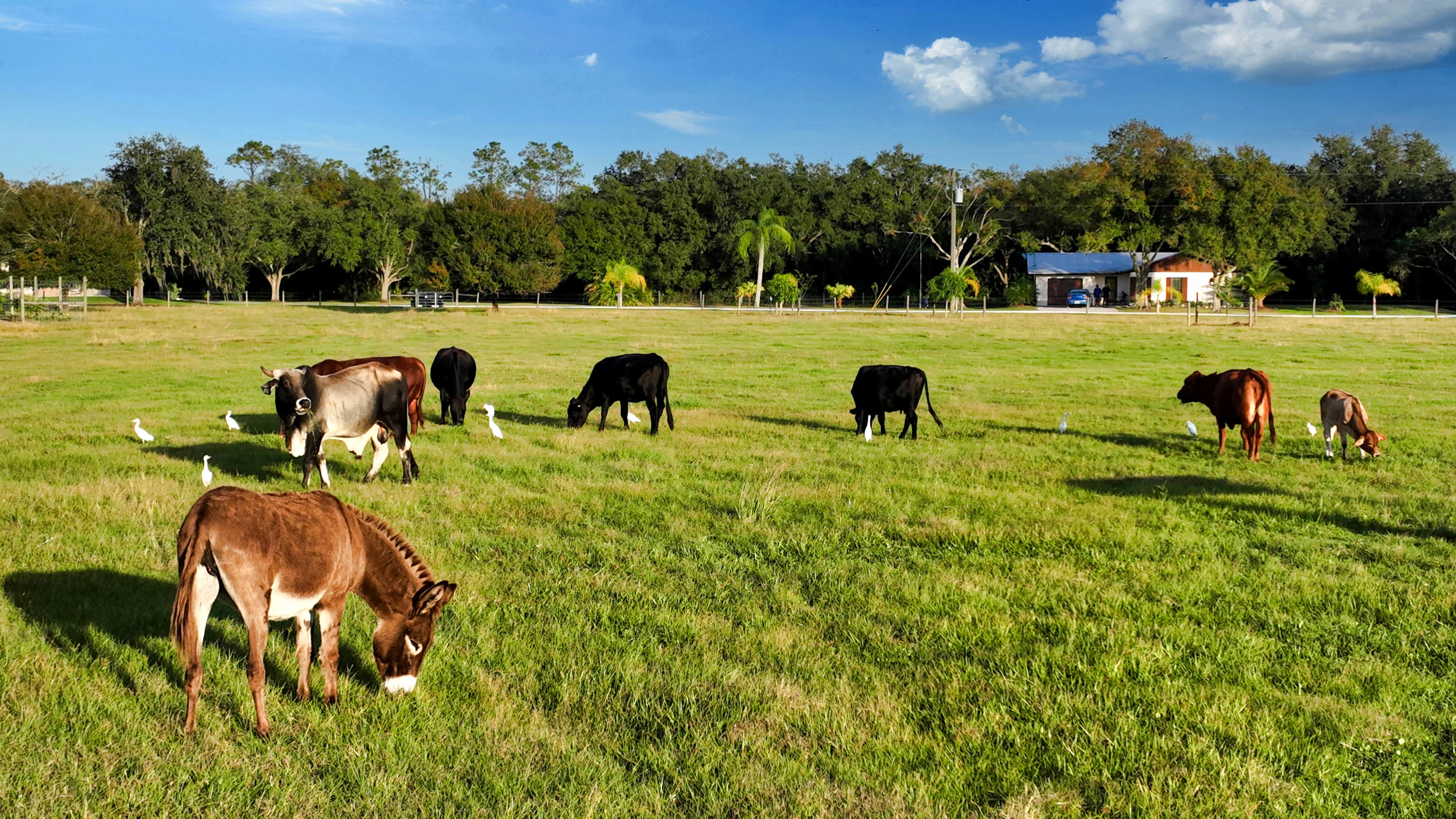 29641 State Road 70 East, Sarasota, Florida 34251 | Concierge Auctions