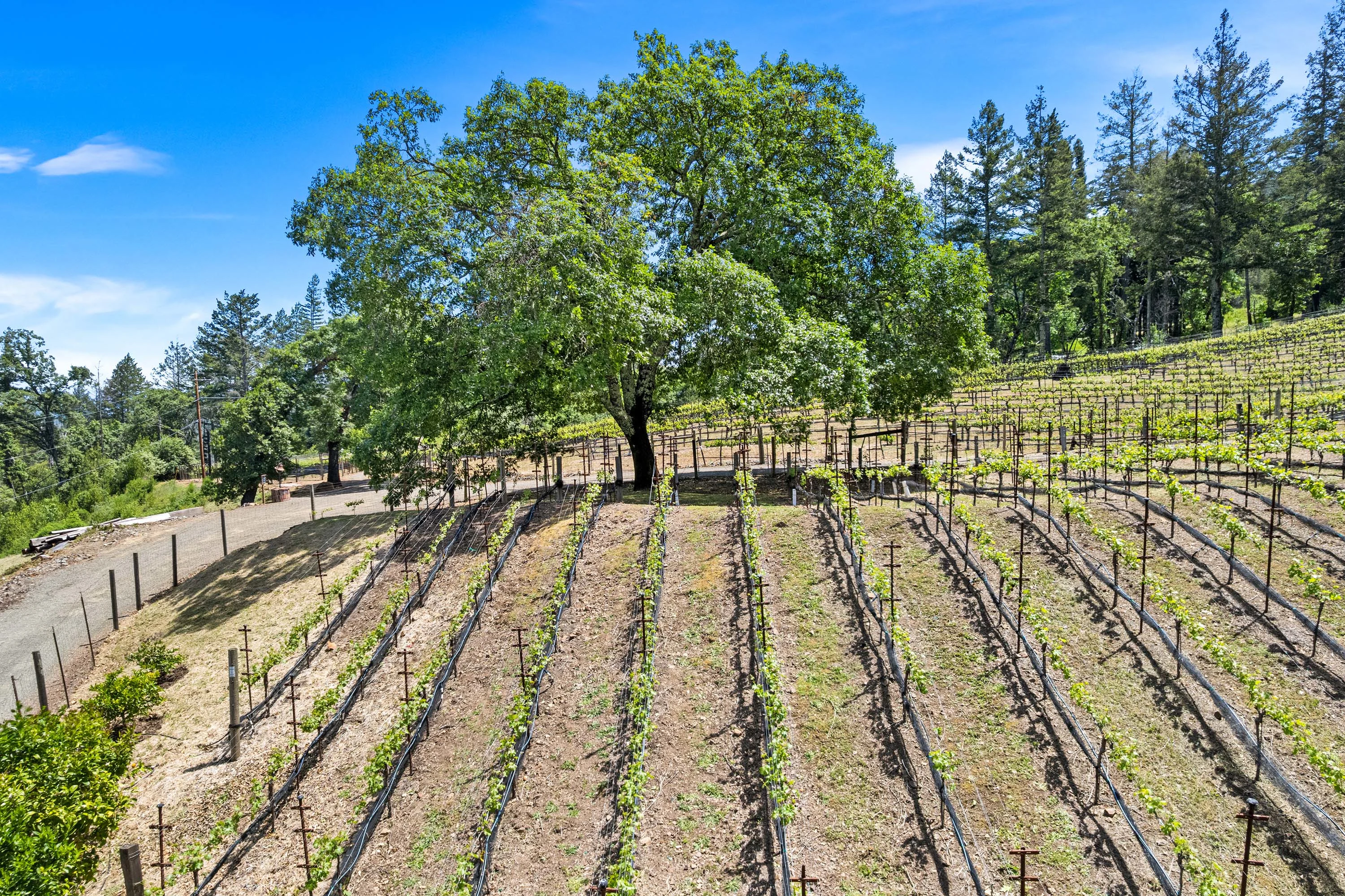 3390 Mount Veeder Road, Mount Veeder, Napa Valley, California 94558 ...