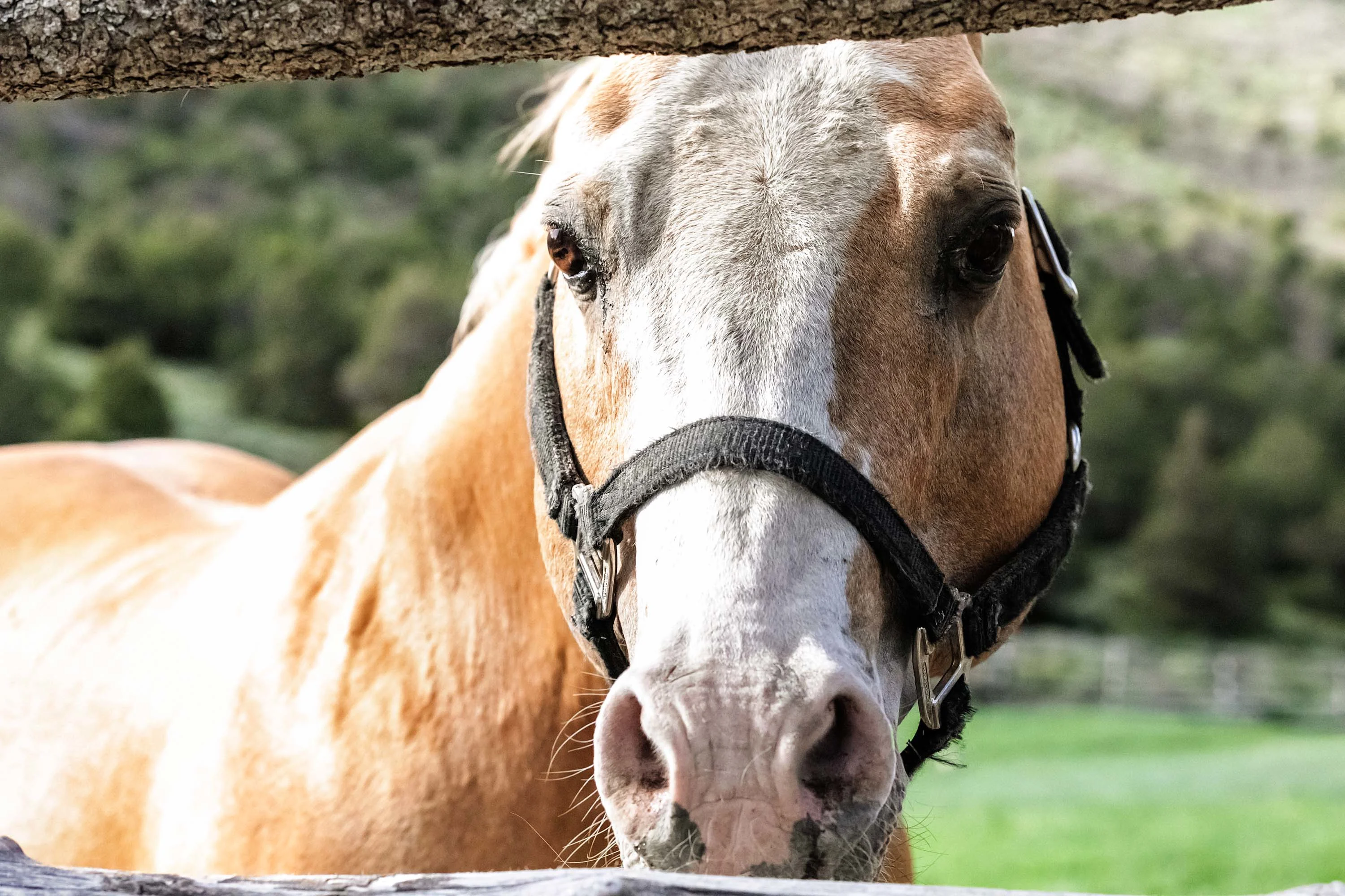 Salt Creek Ranch | 3758 Salt Creek Road, Eagle, Vail Area, Colorado ...