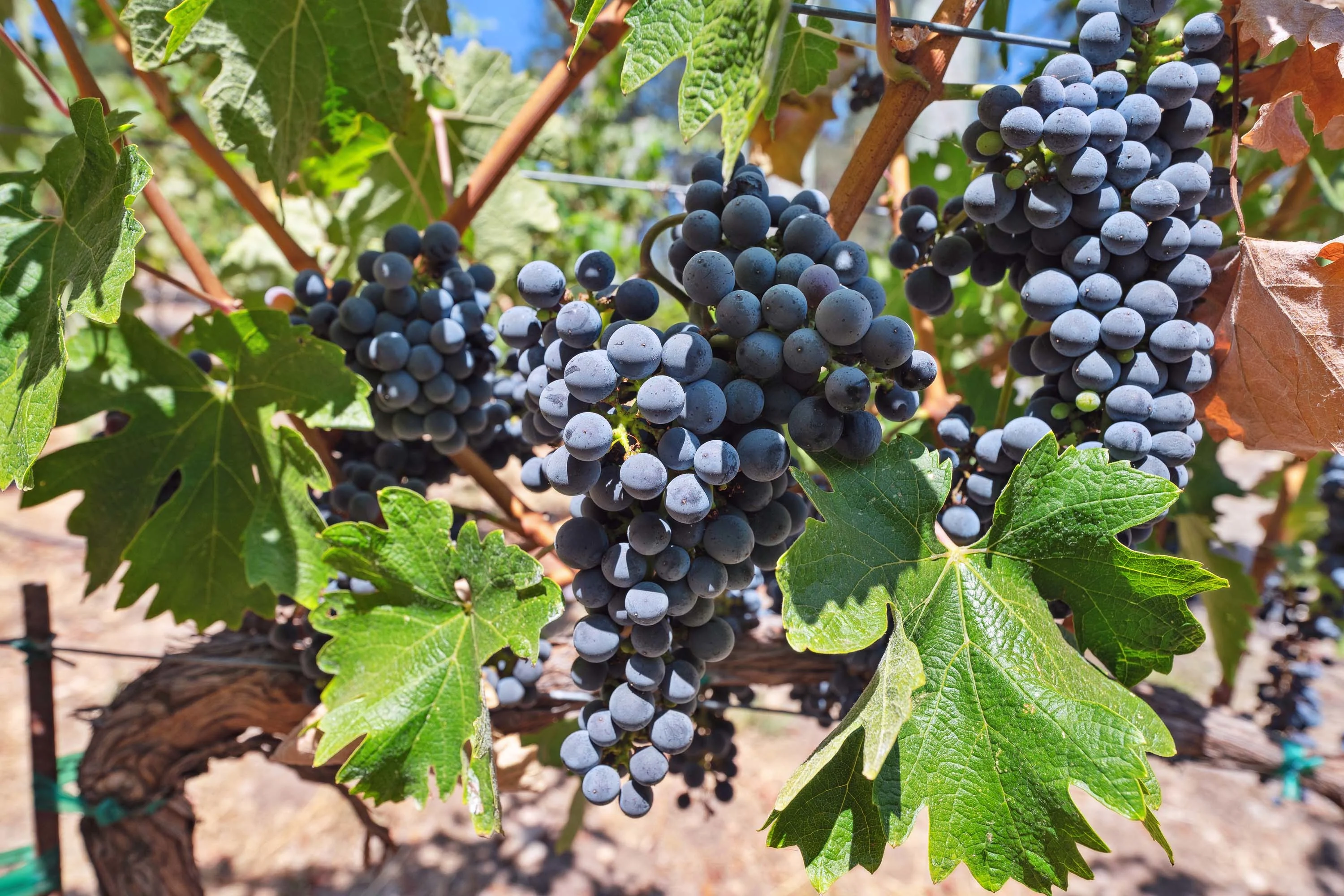 3390 Mount Veeder Road, Mount Veeder, Napa Valley, California 94558 ...