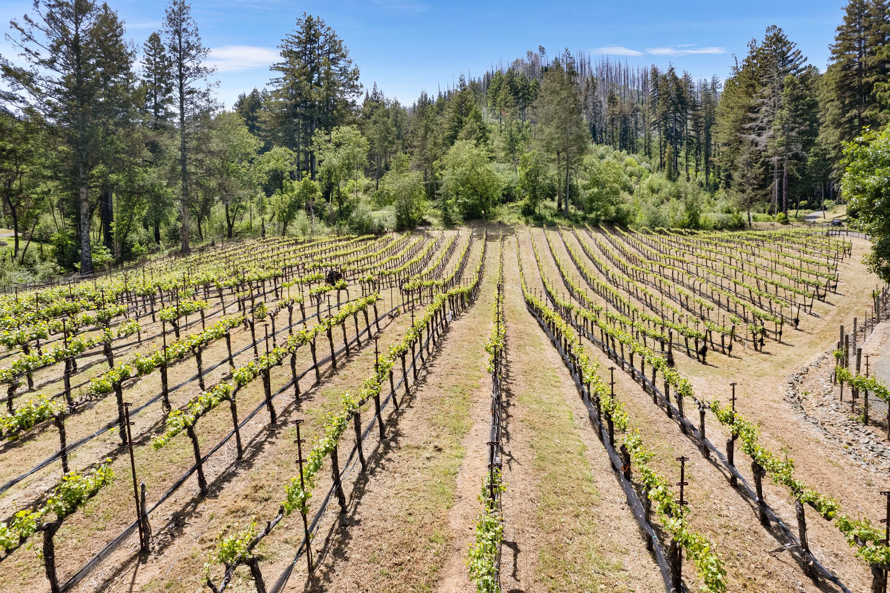 3390 Mount Veeder Road, Mount Veeder, Napa Valley, California 94558 ...