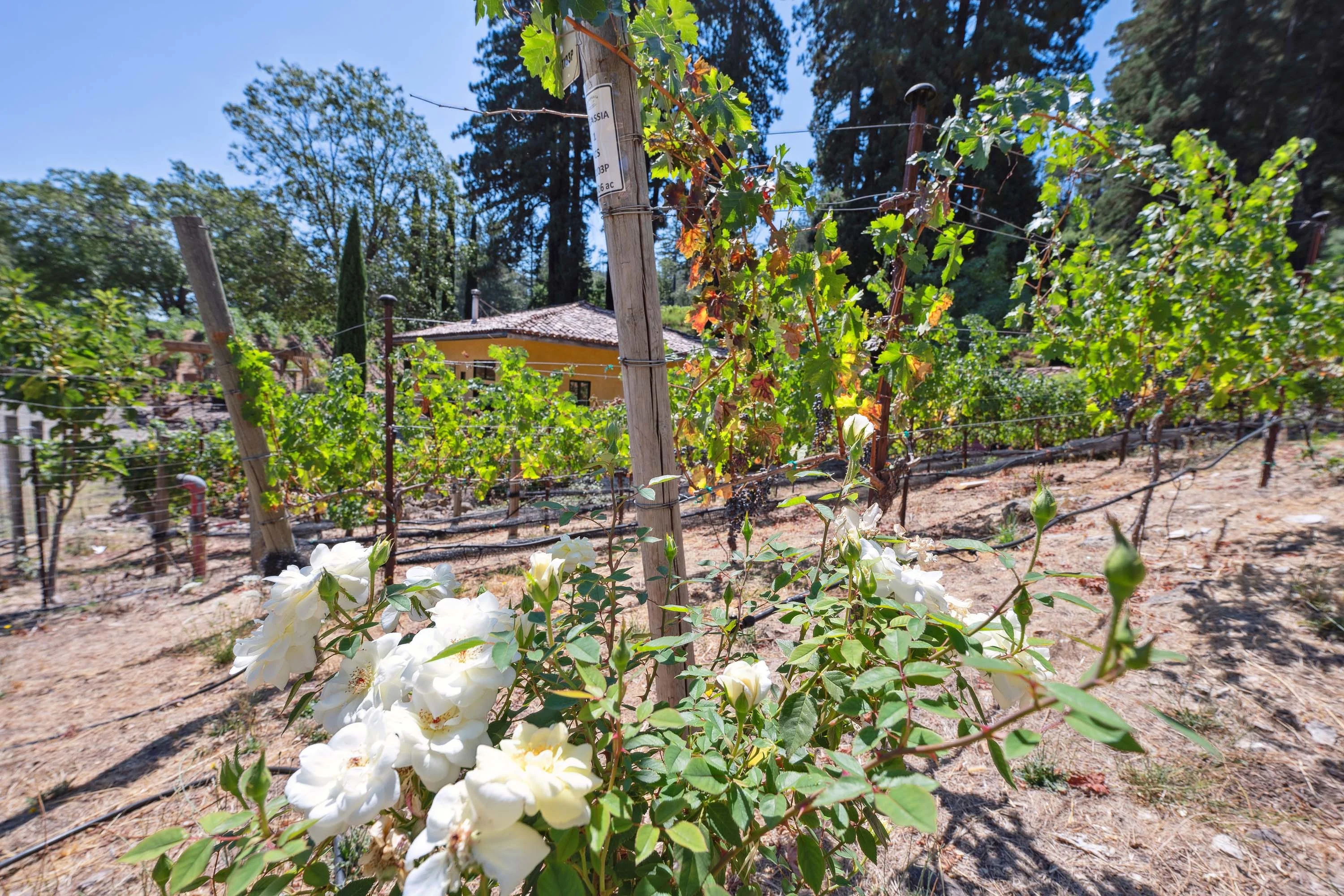 3390 Mount Veeder Road, Mount Veeder, Napa Valley, California 94558 ...