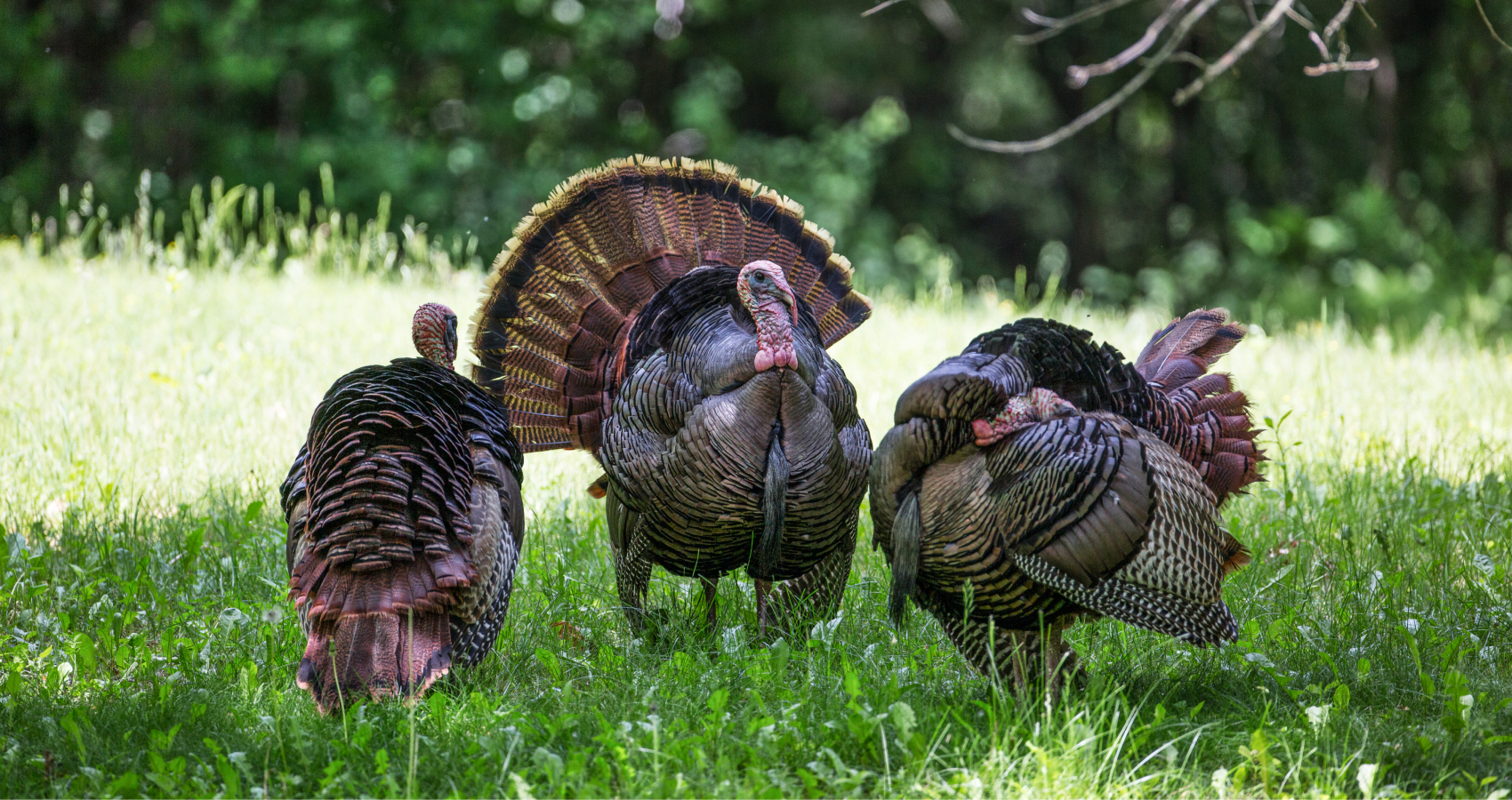 Mary's Free-Range Turkeys | Town & Country Markets