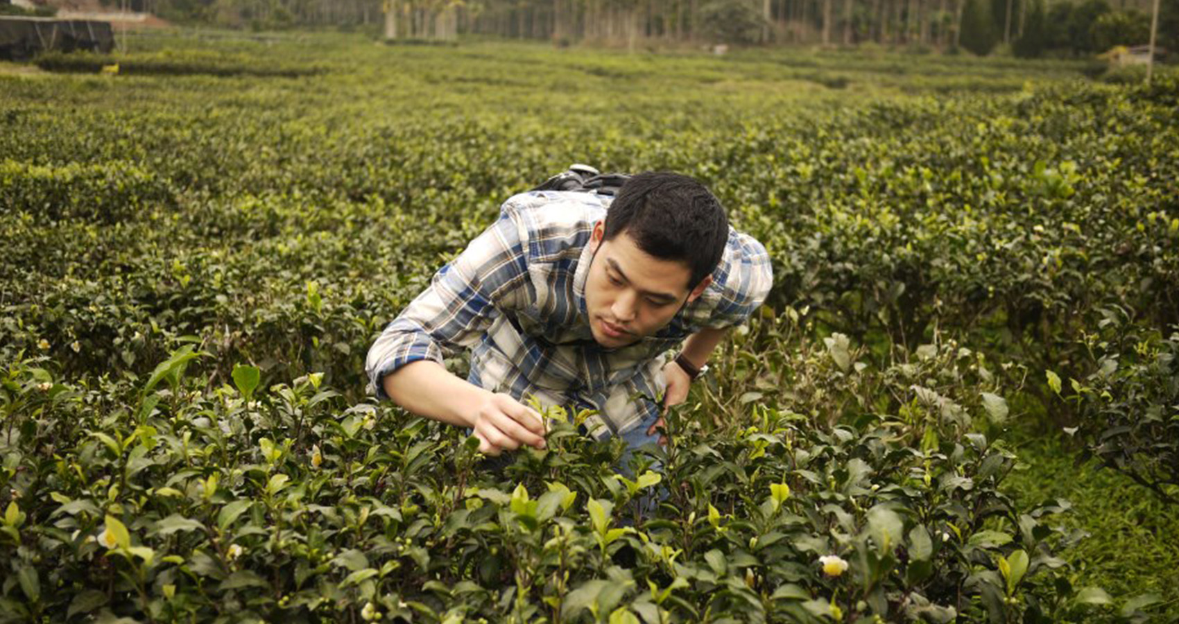 Shen Zen Tea | Town & Country Markets