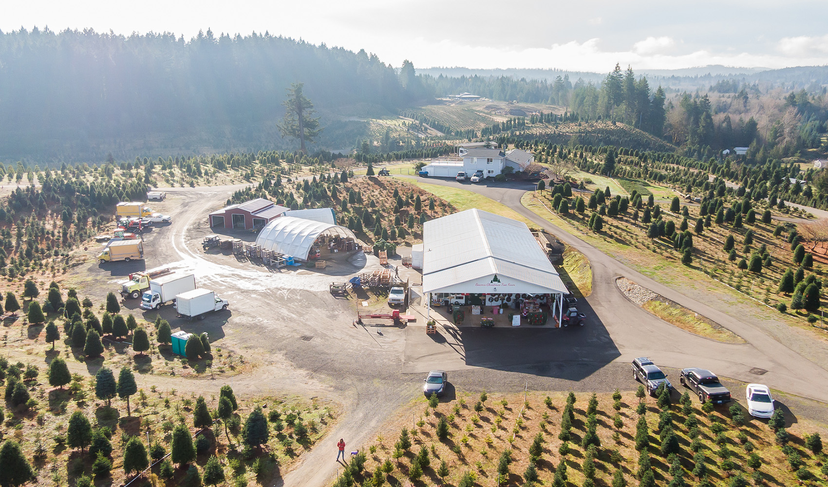 Bacon's Christmas Tree Farm | Town & Country Markets