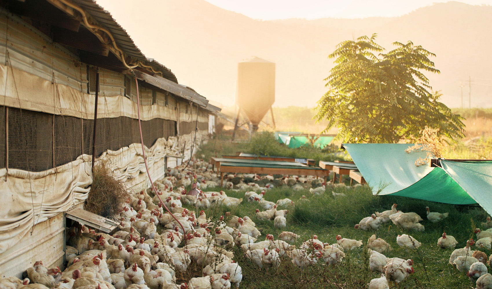Mary’s Chicken for Fresh, Natural Family Meals | Town & Country Markets