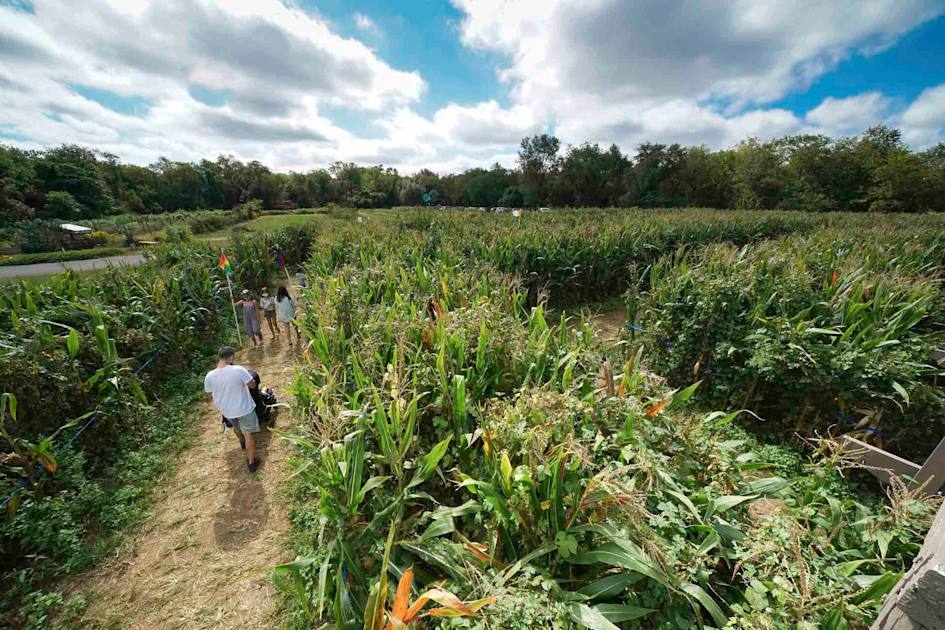 Amazing Maize Maze