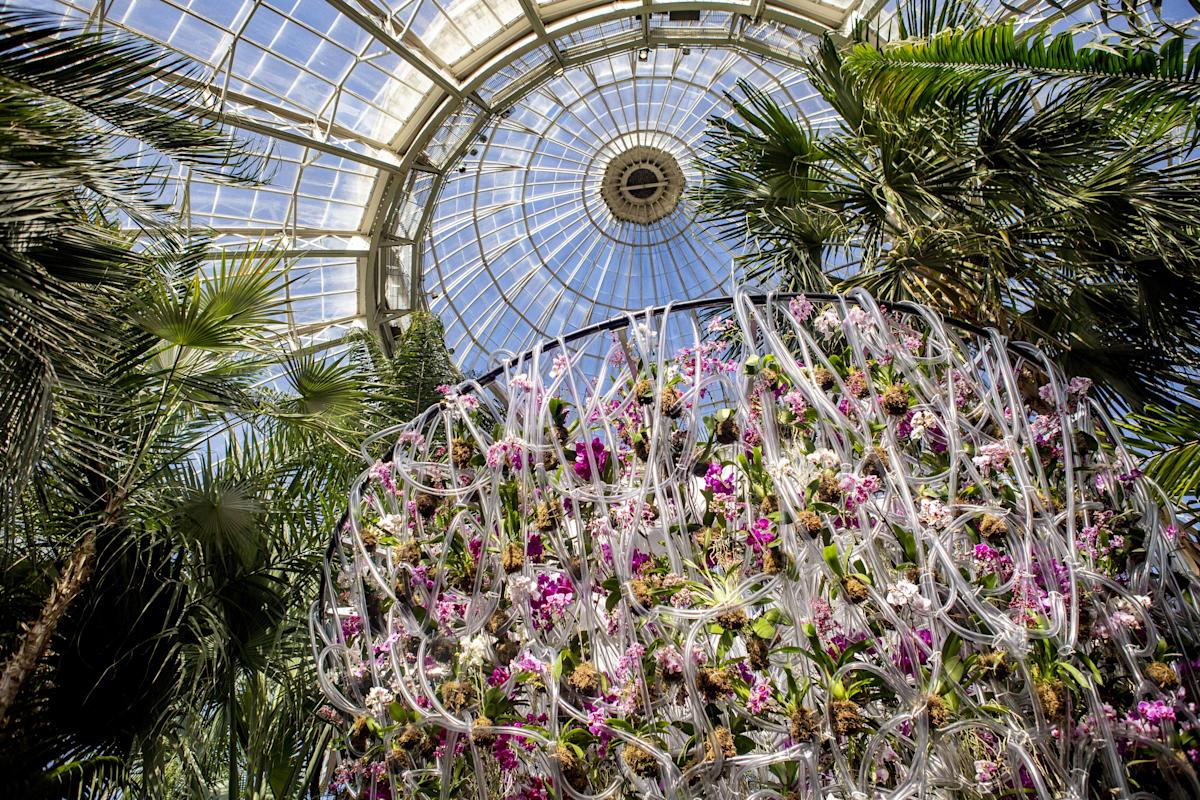 Orchid Show in NYC | Photo Galleries | NYCgo | NYC Tourism