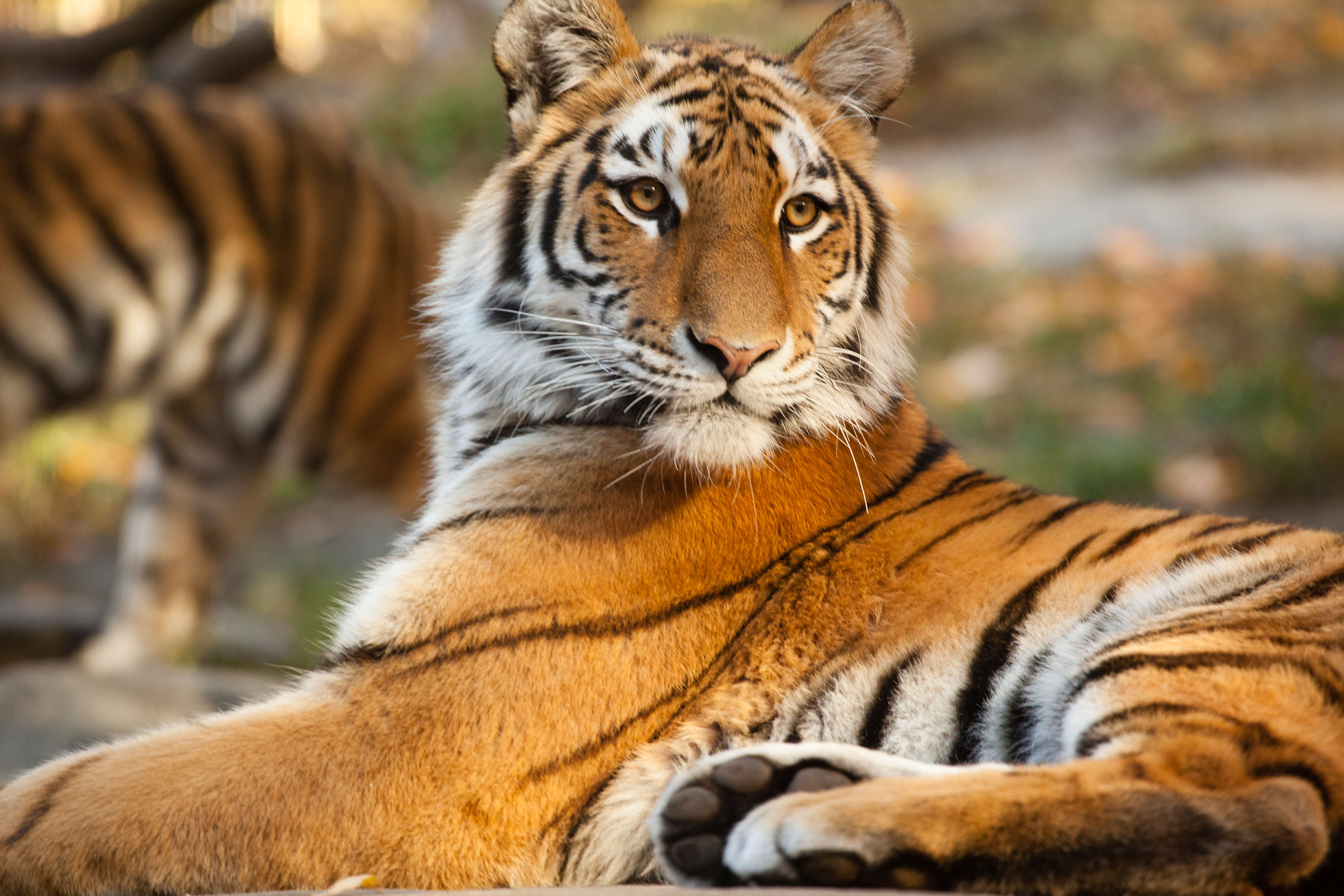 Where to See Animals in NYC – New York City Zoos and Parks | Read About ...