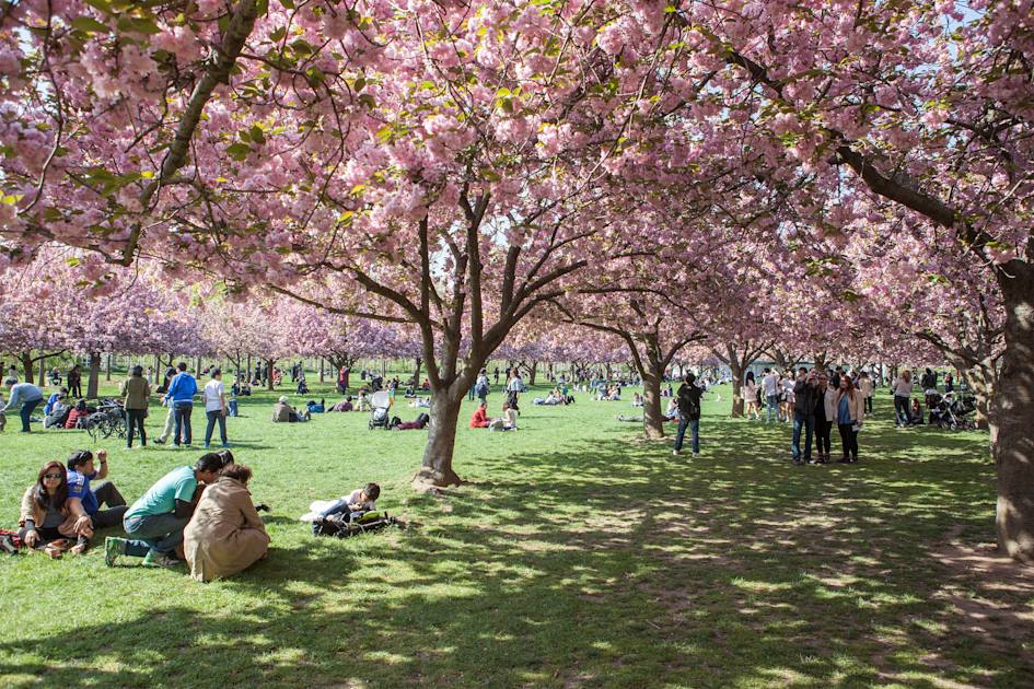Hanami: Cherry Blossom Viewing