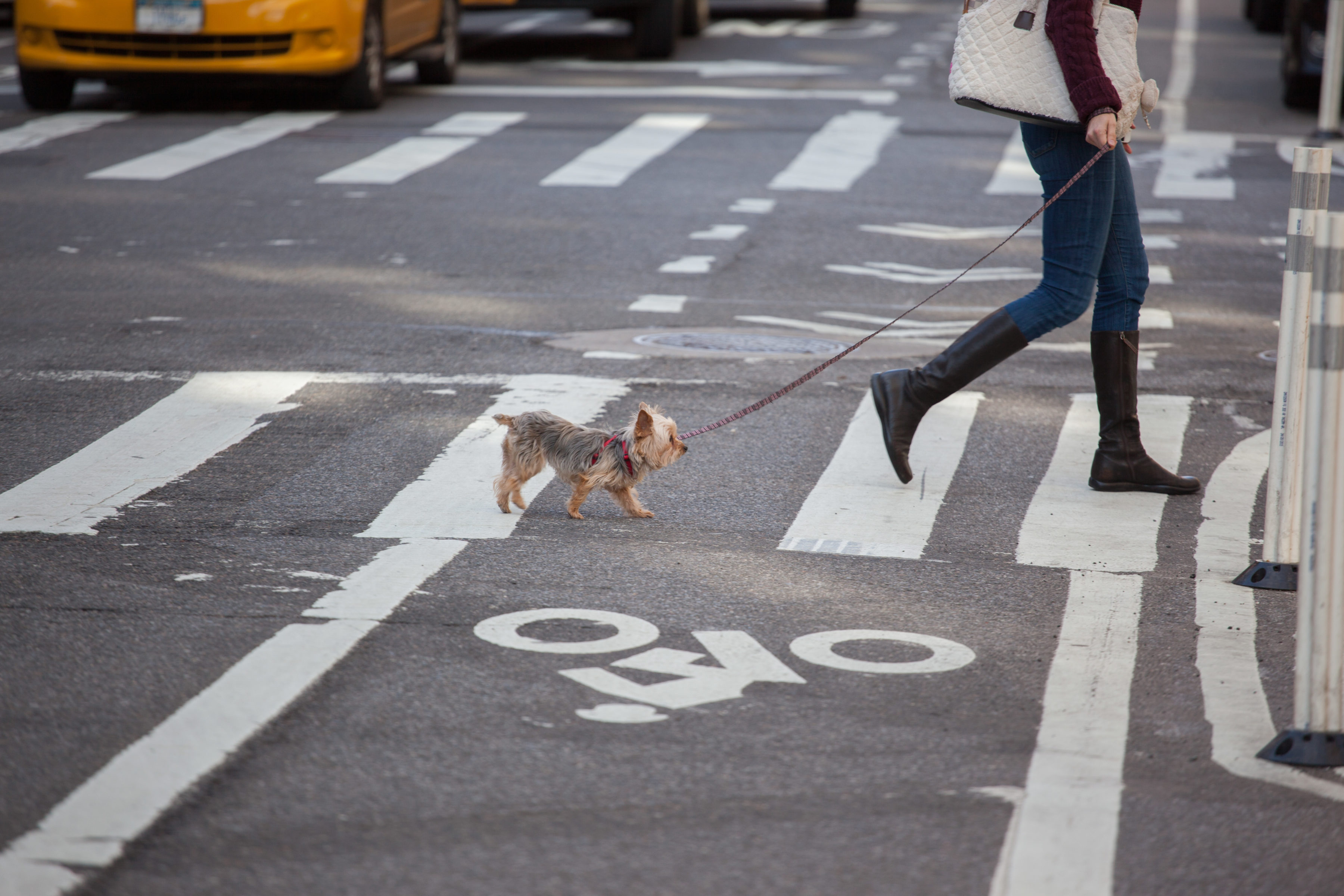 Ultimate Guide to Visiting New York City with Pets | Read About The ...
