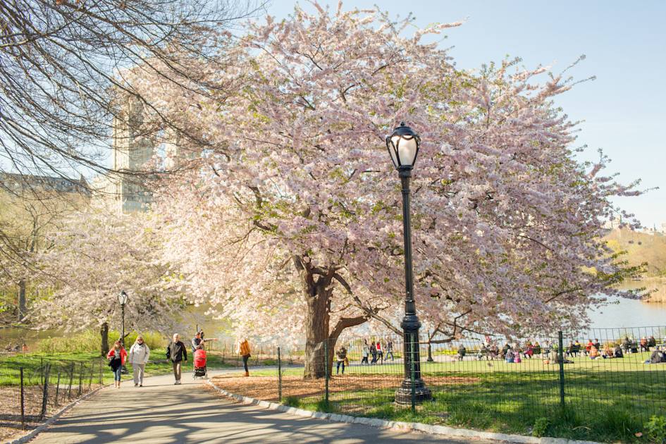 NYC in Bloom | NYC Tourism Photo Galleries