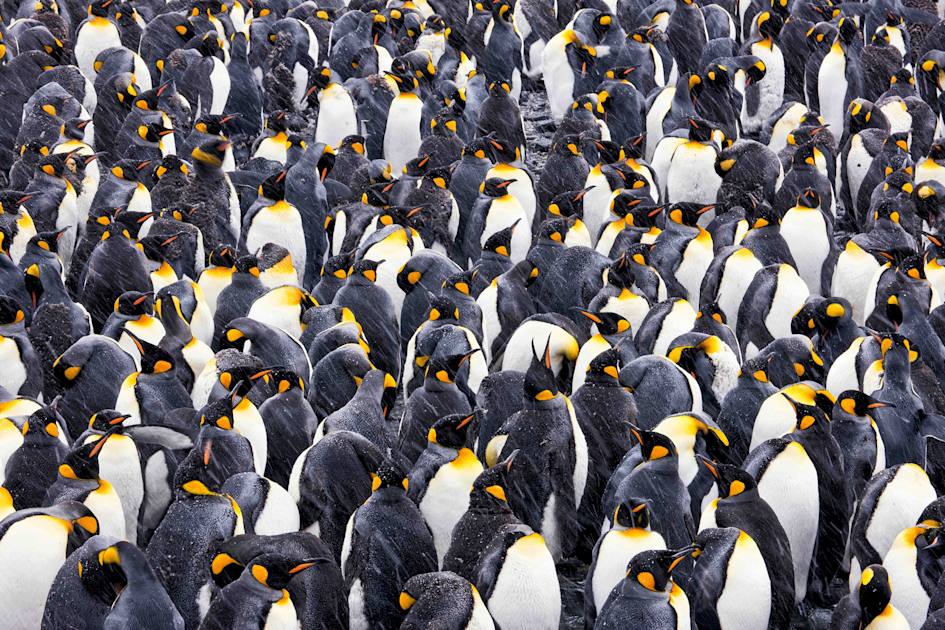 Paul Nicklen Gallery | Arts & Culture