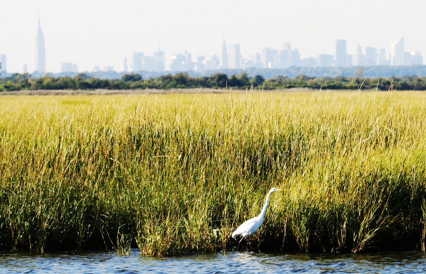 Jamaica Bay in New York City – Wildlife and Birding | Read About The ...