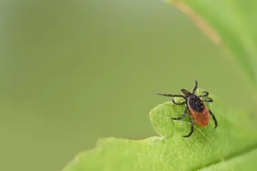Everything You Need to Know About Tick Bites