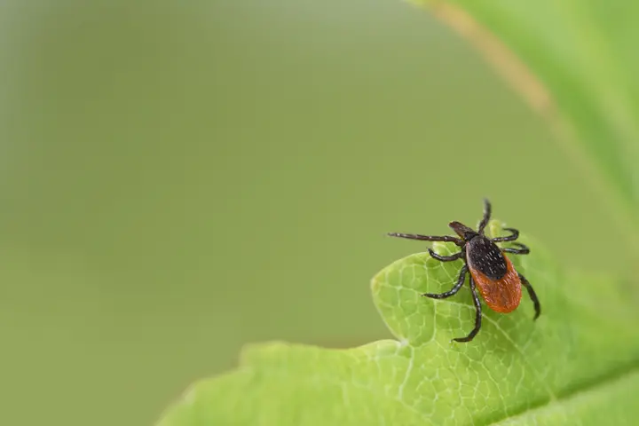 Everything You Need to Know About Tick Bites