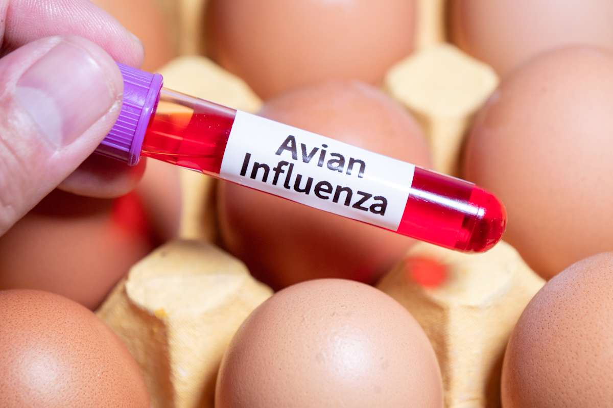 Bird Flu Treatment: Which Medications Work?