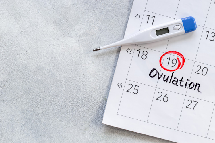 When Do You Ovulate? Key Signs and Tracking Tips