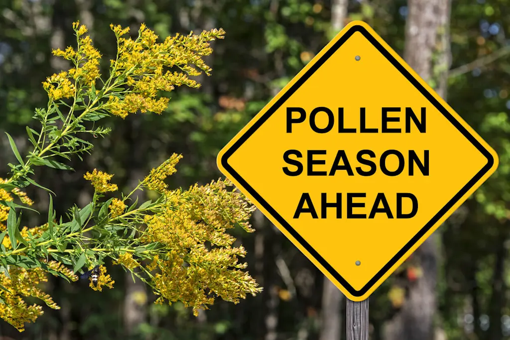 Ragweed Allergies: What You Need to Know