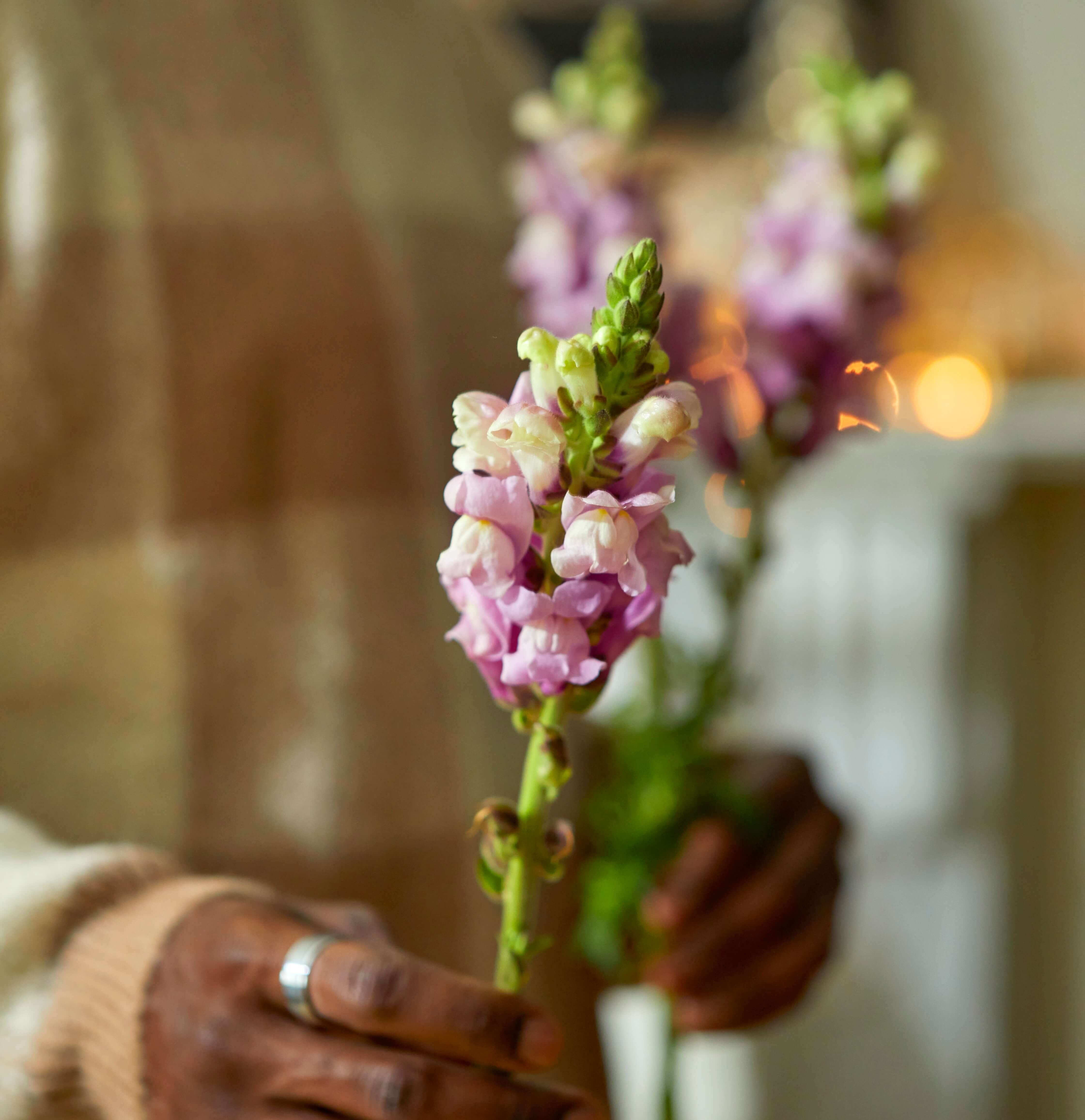 Non Pollen Flowers | Best Flower Site